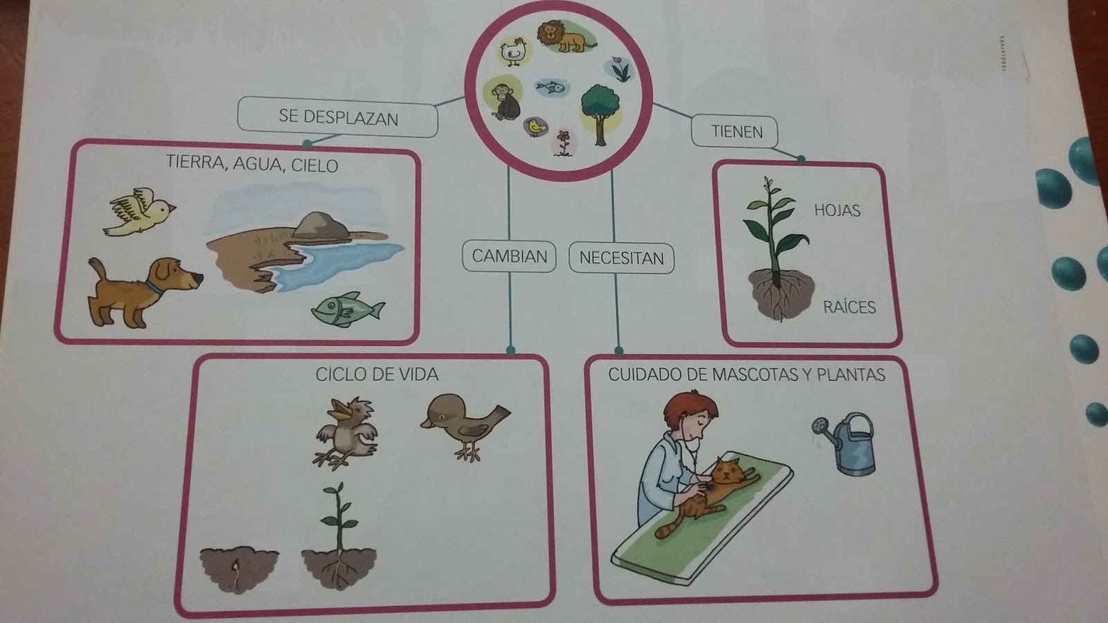 Y AHORA QUÉ?: UNIDAD 4 : LOS ANIMALES Y LAS PLANTAS
