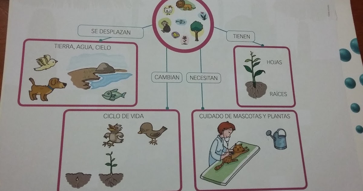 Y AHORA QUÉ?: UNIDAD 4 : LOS ANIMALES Y LAS PLANTAS