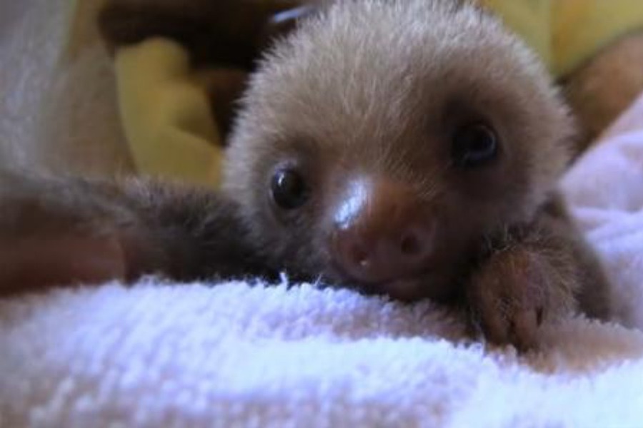 Ljenjivci su posebne životinje -Slatki su i to je jednostavno činjenica ...