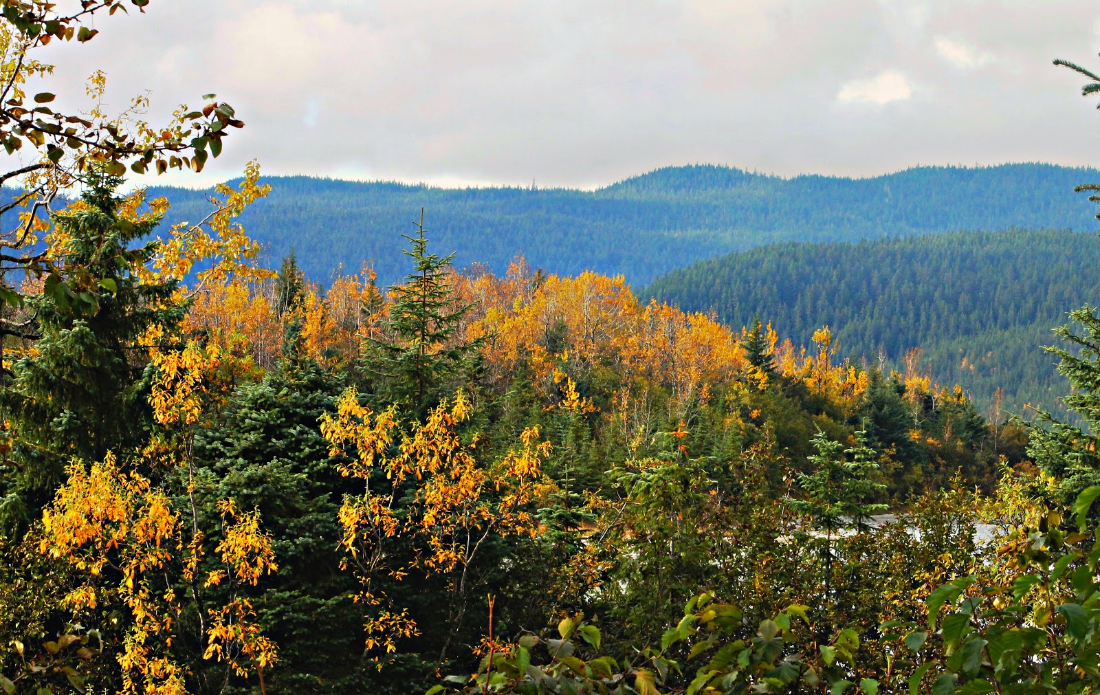 Sandra's Alaska Photography: Plants-Berries-Trees