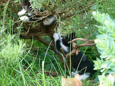 zsazsazsu: Demolition Brothers Ltd