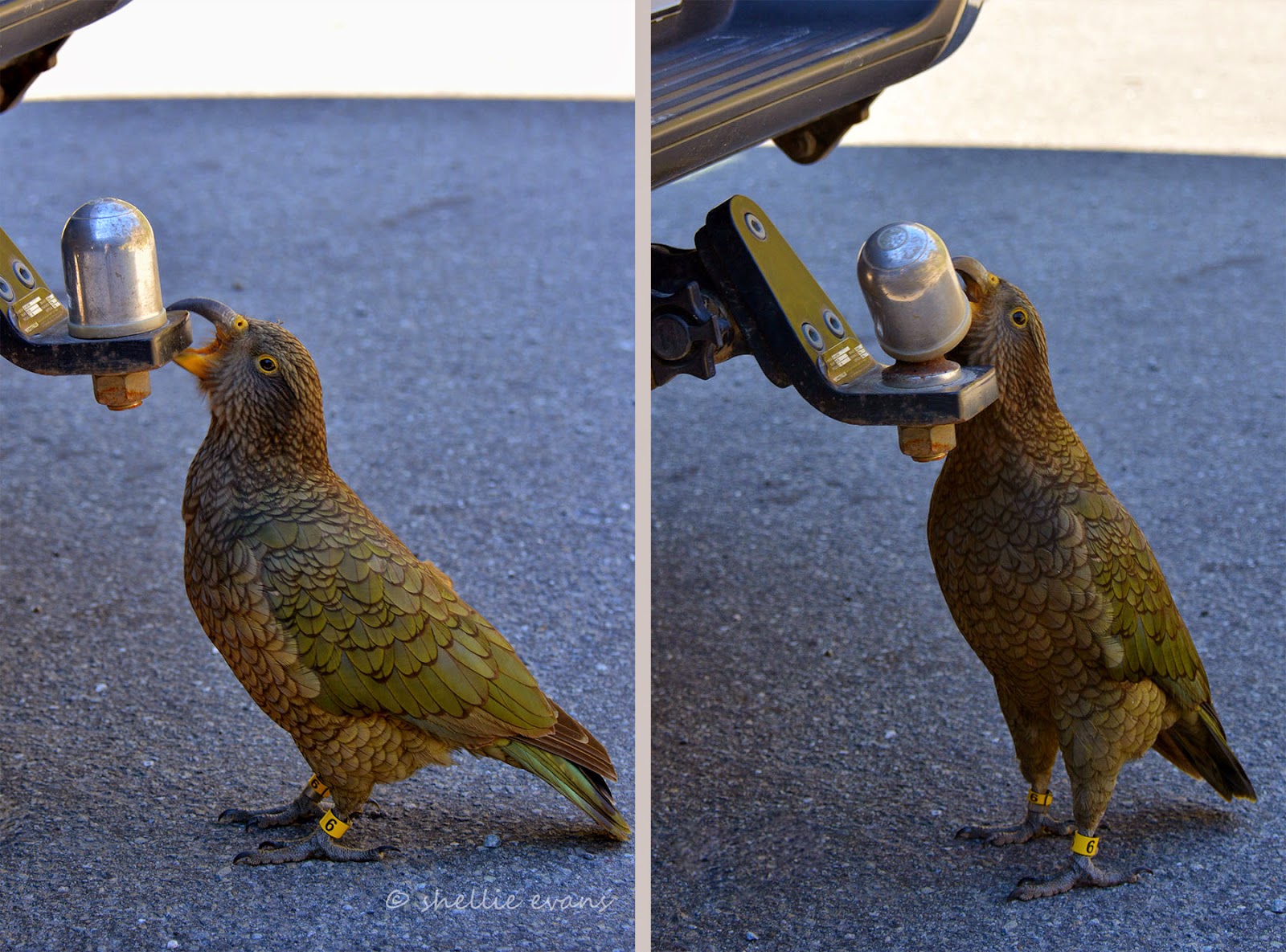 Two Go Tiki Touring: Cheeky, Comical & Curious Kea- The Mountain Parrot