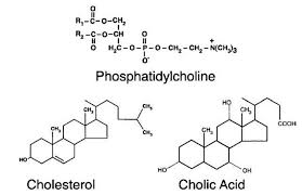 BASIC CHEMISTRY KNOWLEDGE: Short summary on lipids and there type