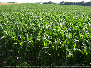 Prairie Bluestem: A Poor Corn Crop in Christian County