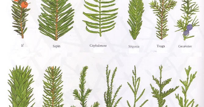 Nature alerte: 03/07/2013... Espèces menacées: 33 conifères ajoutés à ...