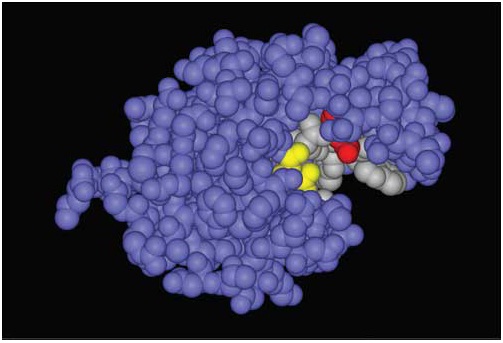 My Scientific Blog - Research and Articles: Lysozyme