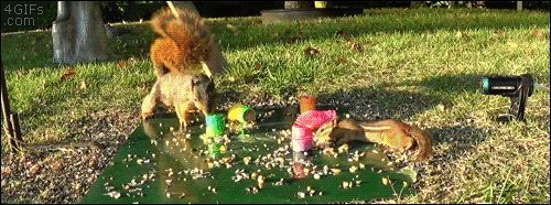 Funny animal gifs - part 273 (10 gifs) | Amazing Creatures