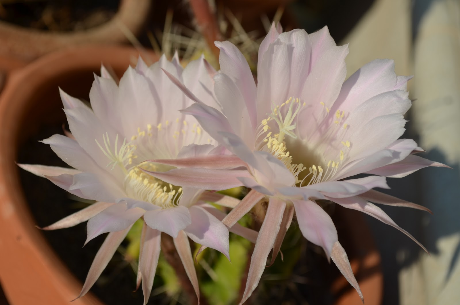 Jurnal de gradina: Flori de cactus si-o zorea