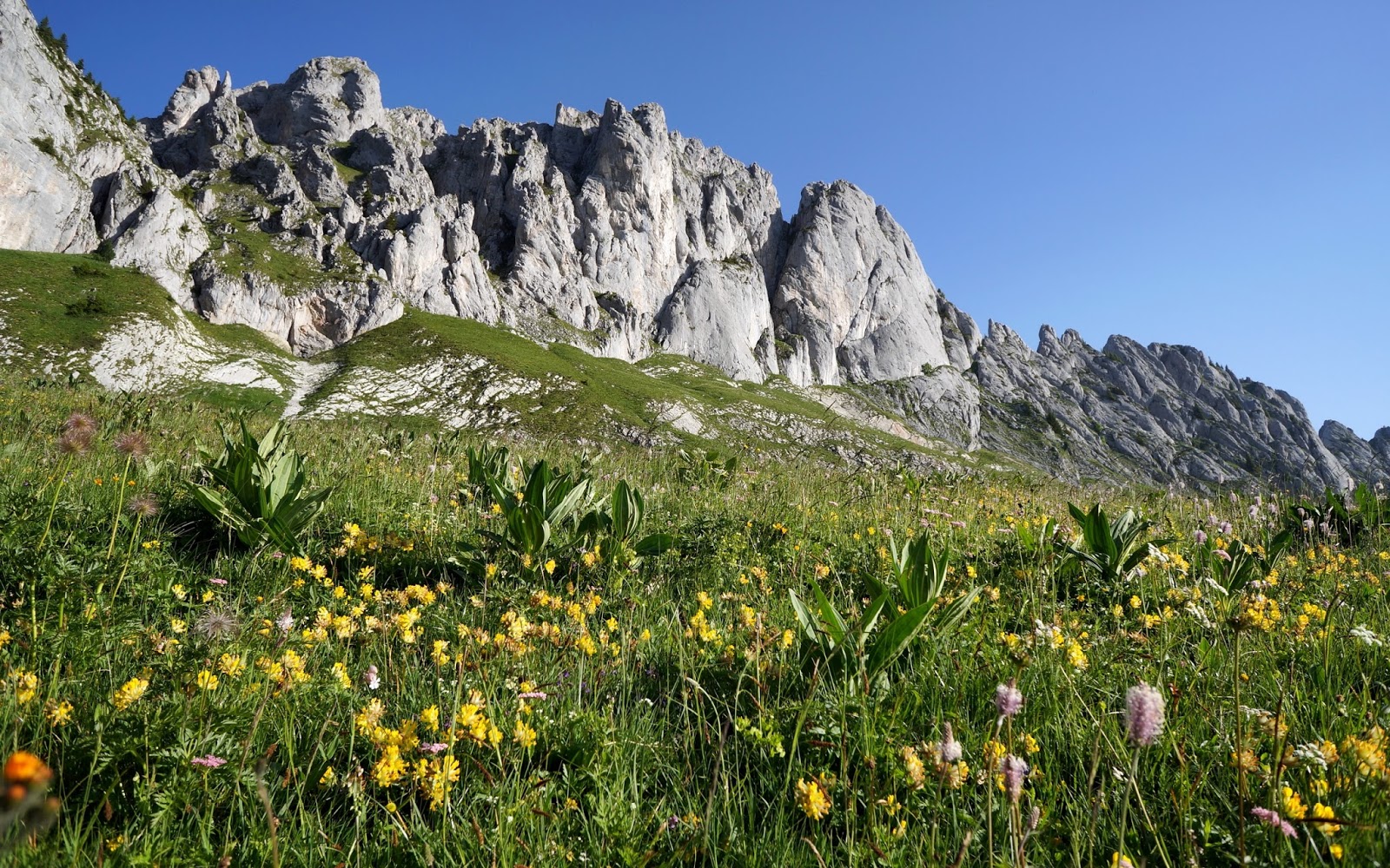 Hd Wallpapers: Poze natura