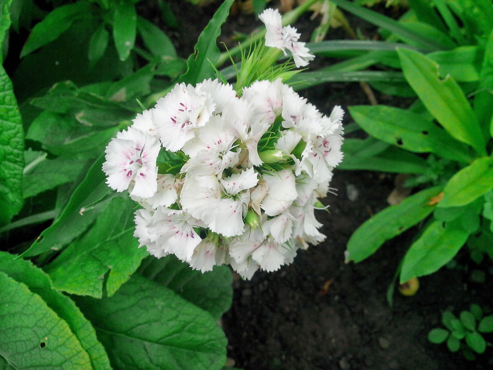 Explorator prin viata: Garofite