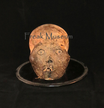 Freak Museum A Private Collection: Skulls
