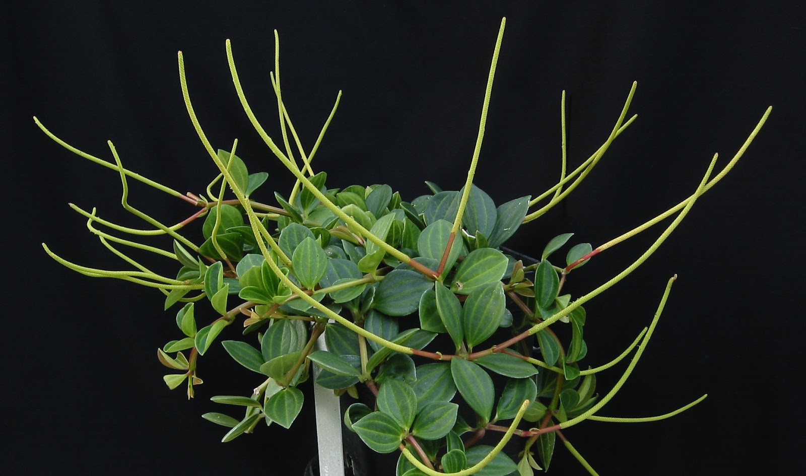Peperomia quadrangularis [Πιπερόμοια η τετραγωνιώδης] | Ορχιδέες και ...