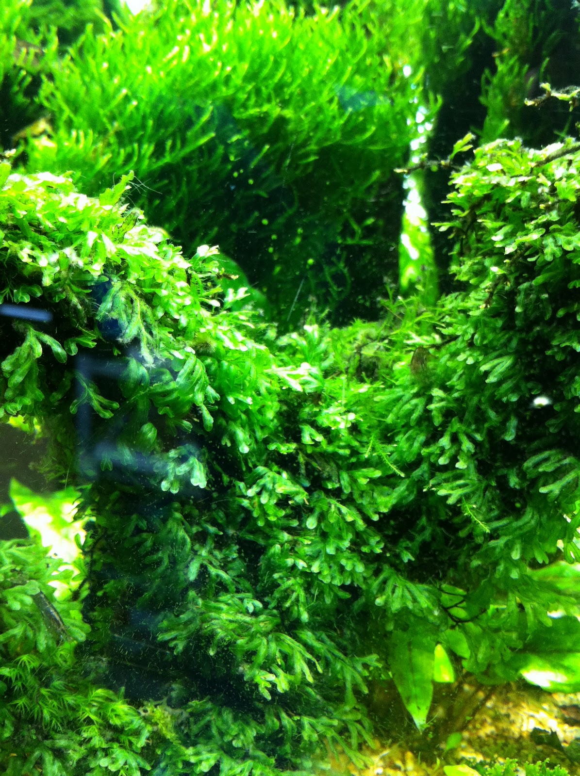 Aquatic Farmer: Mini Bolbitis