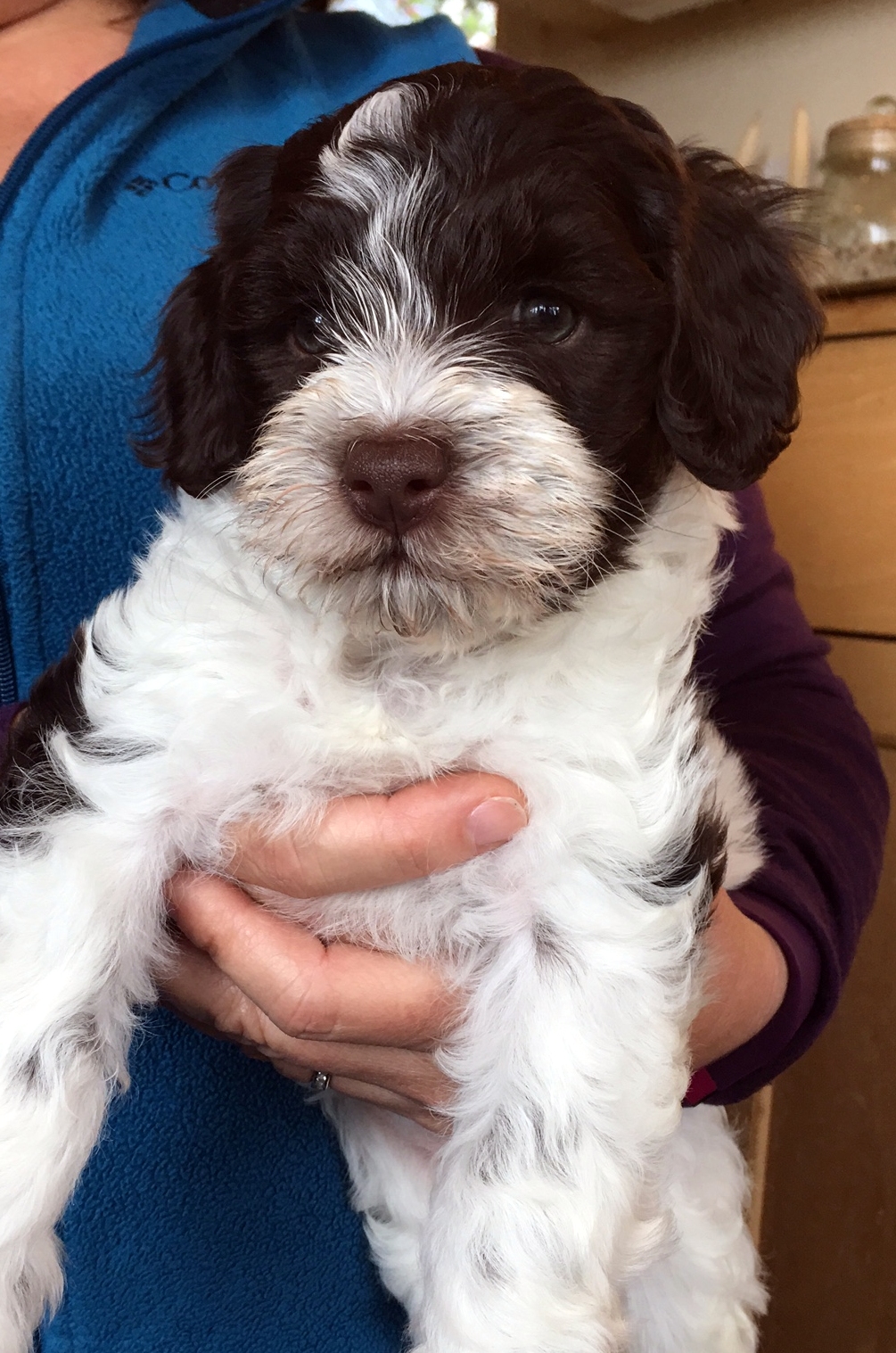 Golden Gate Labradoodles: Authentic Australian Labradoodles: Chocolate ...