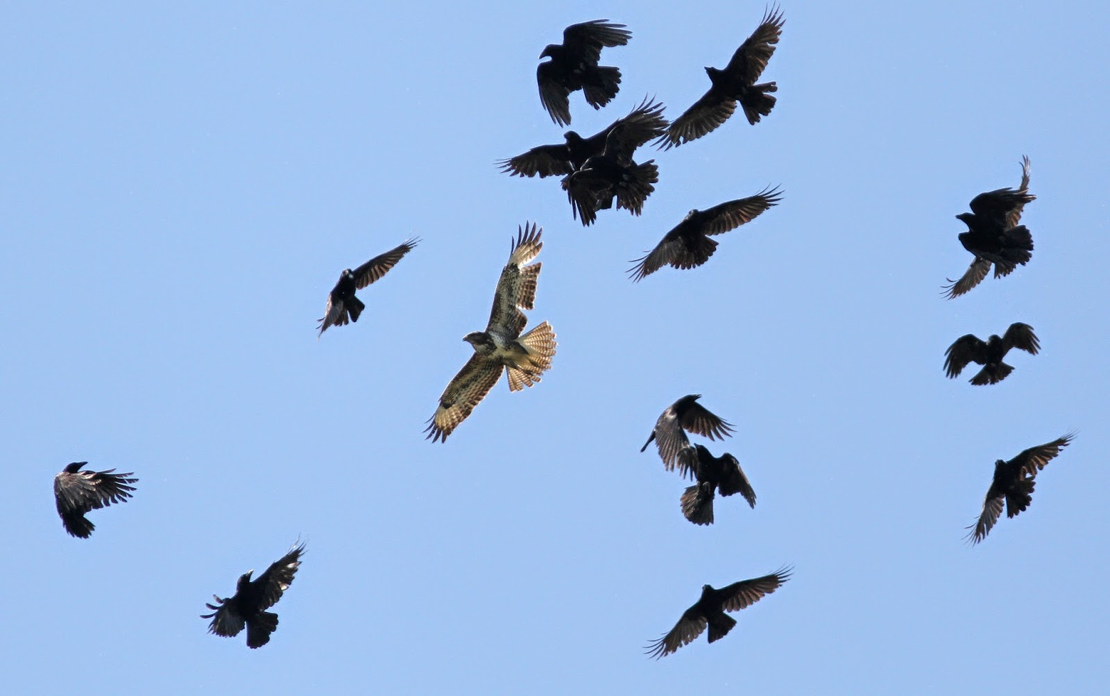 Non-Stop Birding: Bird Race Day