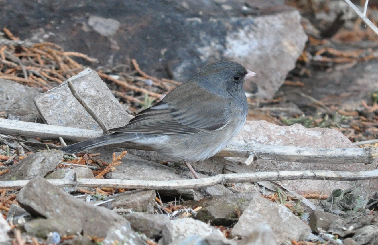 Birds of Madison County