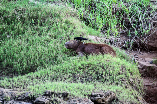 Lazy Bones Running: R.O.U.S's Rodents of Unusual Size in Peruvian Amazon