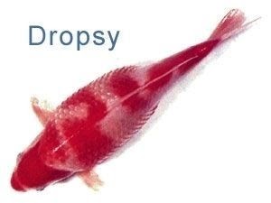 How to Treat Dropsy Disease In Koi Fish | Koi Fish Care Info