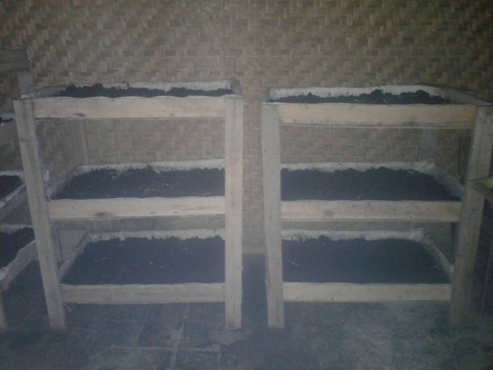 Budidaya Dan Pemasaran Cacing Lumbricus Sukses Dijamin Untung | Ilmu ...