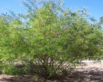 Reforestation and the Medicinal Uses of Trees -Liliana Usvat Research ...