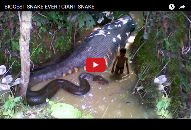 Giant Anaconda Attack Human Real Fight | Snake Vs Human | EXCLUSIVE ...