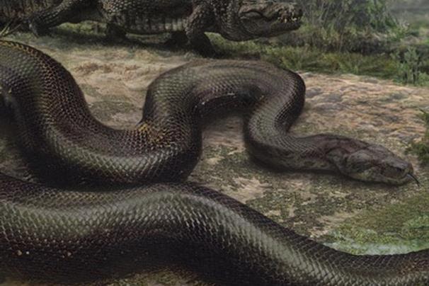 Escenarios prehistóricos: Titanoboa