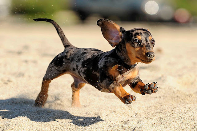 The Long and Short of it All: A Dachshund Dog News Magazine: Leaping ...