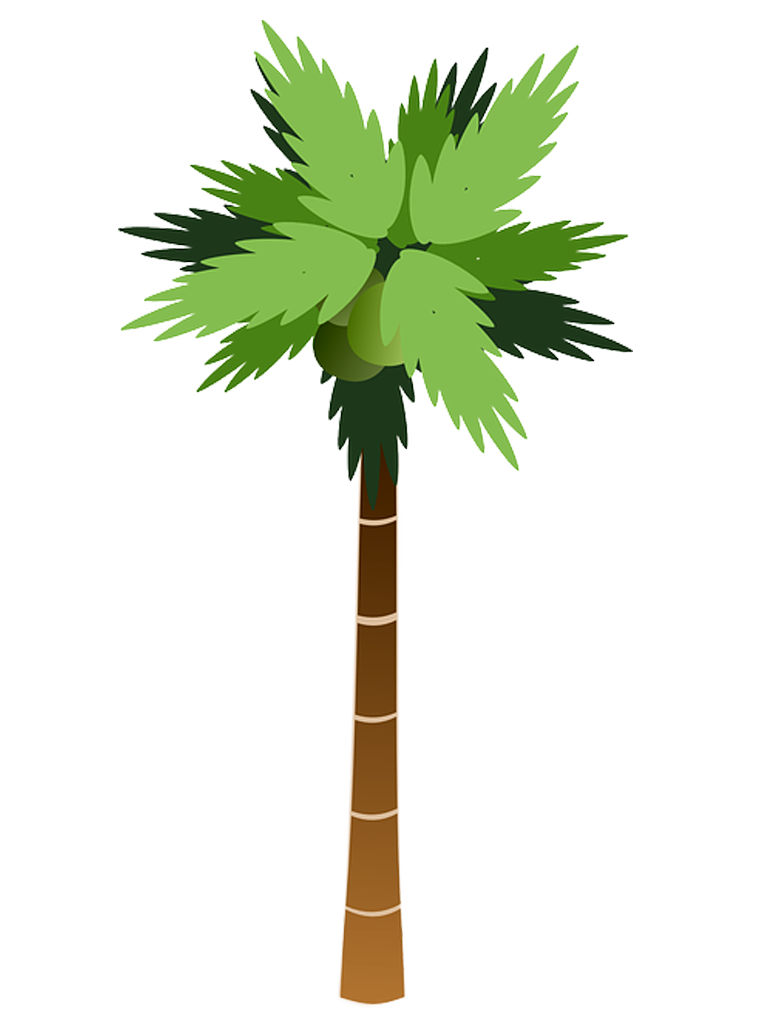Coqueiro em png