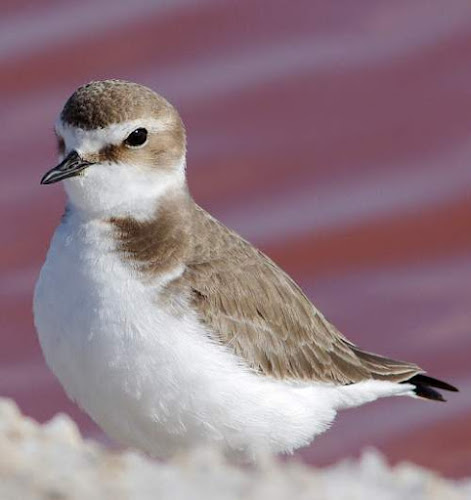 Kentish plover photos | Birds of India | Bird World
