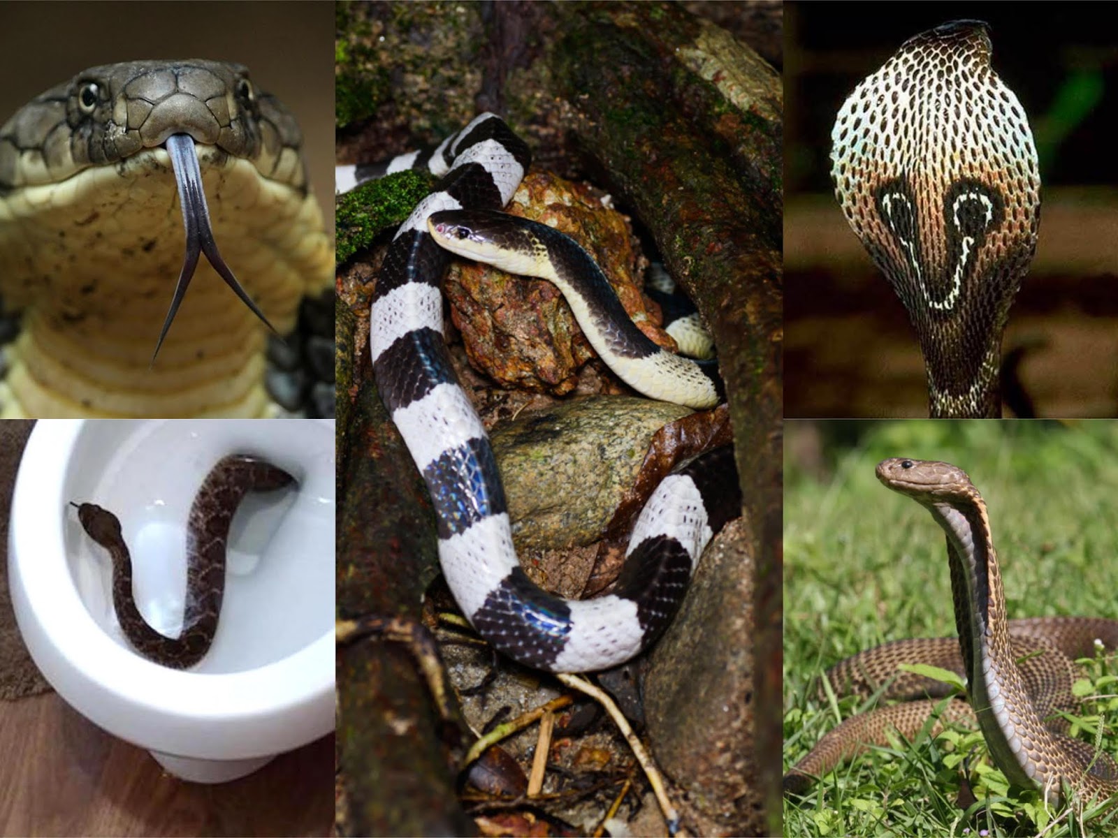 Ever wondered what's the mostpoisonous, m ost deadliest, dangerous ...