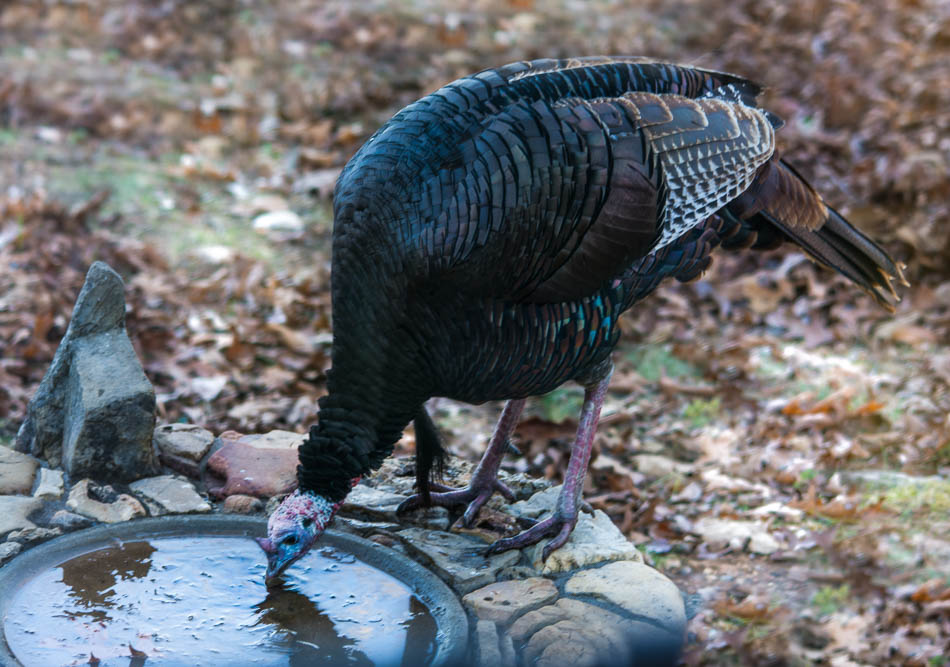 Ozark Grace: Co-inhabitants