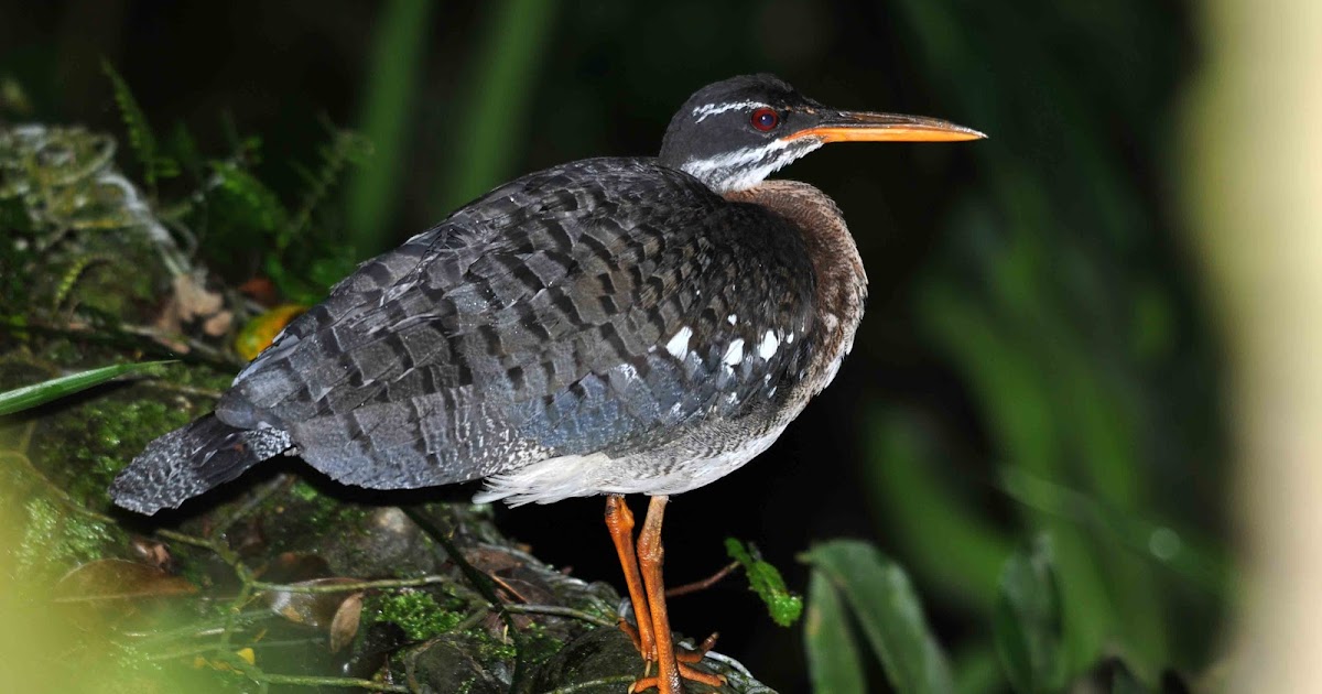 Mis imágenes de aves: DE NUEVO EL AVE SOL, ESTA VEZ AMERICANA.