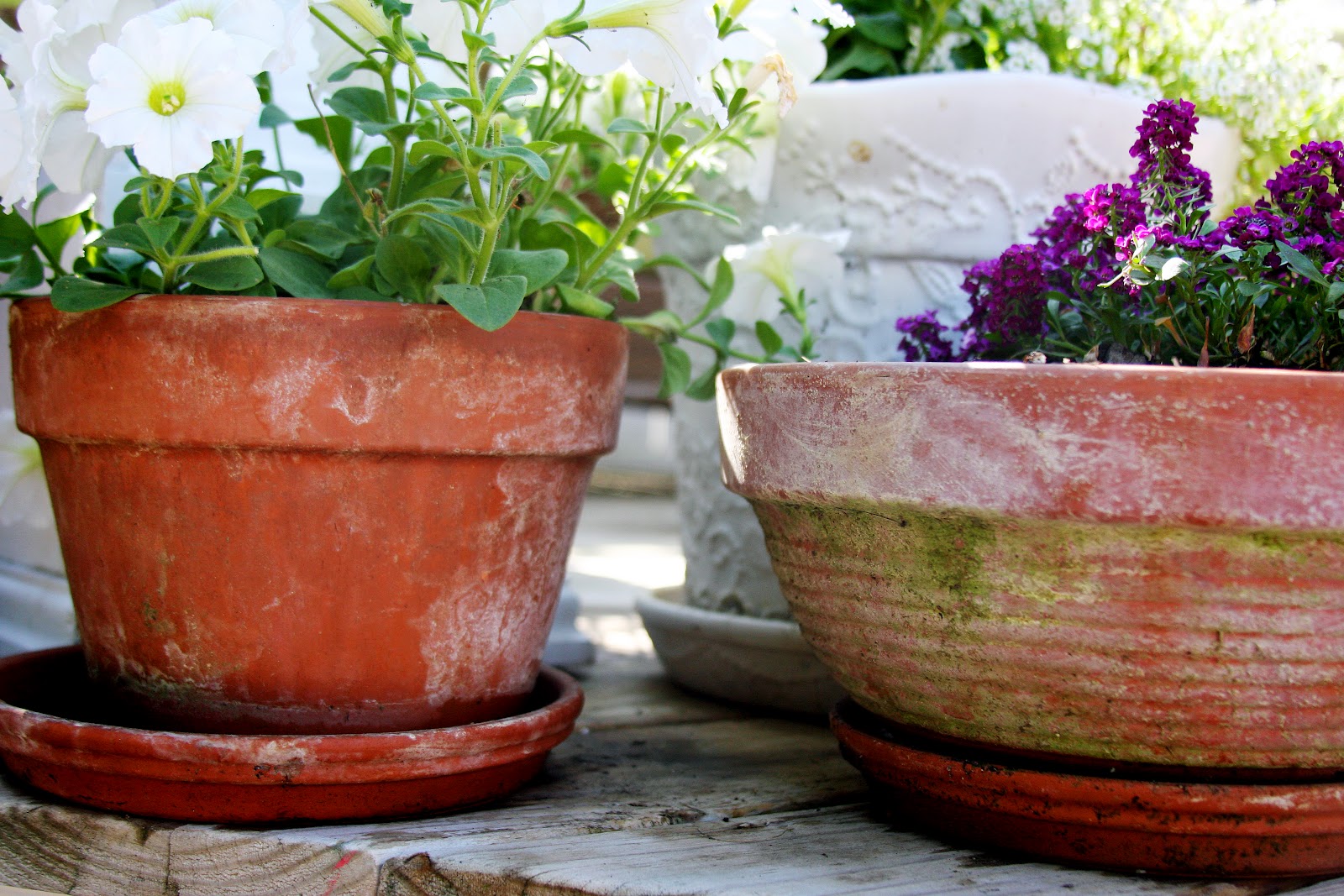 WHIMAGES: Old Mossy Terracotta Pottery! DIVINE!