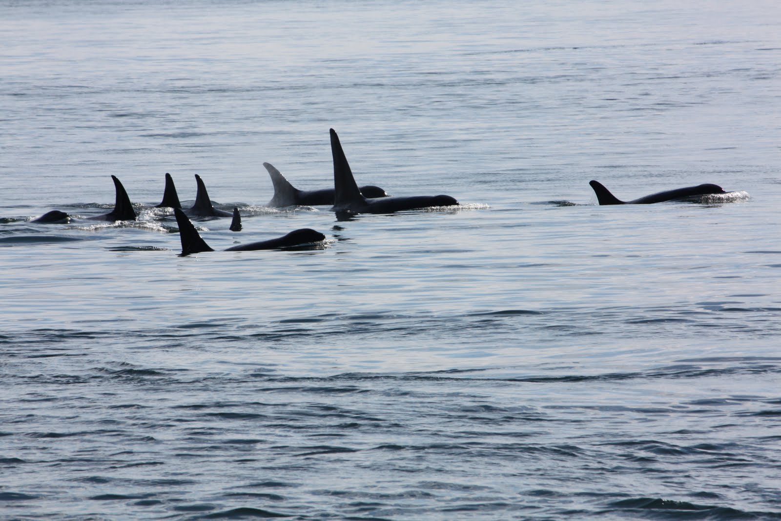 AnimalKind: Whale Hugs!