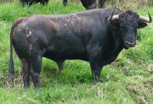 Feria Taurina de Cali: Las Ganaderías