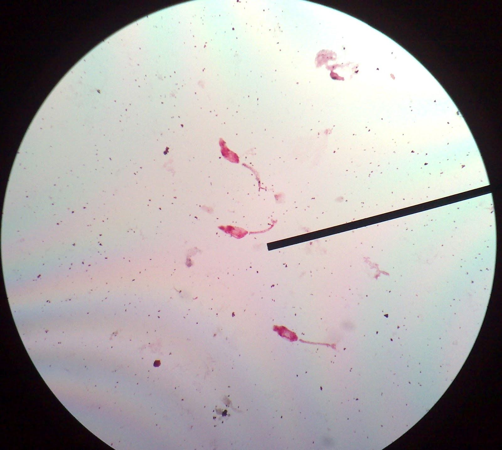 HISTOLOGY ATLAS 3D FOR MEDICAL STUDENTS.: 08/06/12