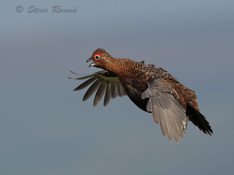 Steve Round Wildlife Photography: Red Grouse