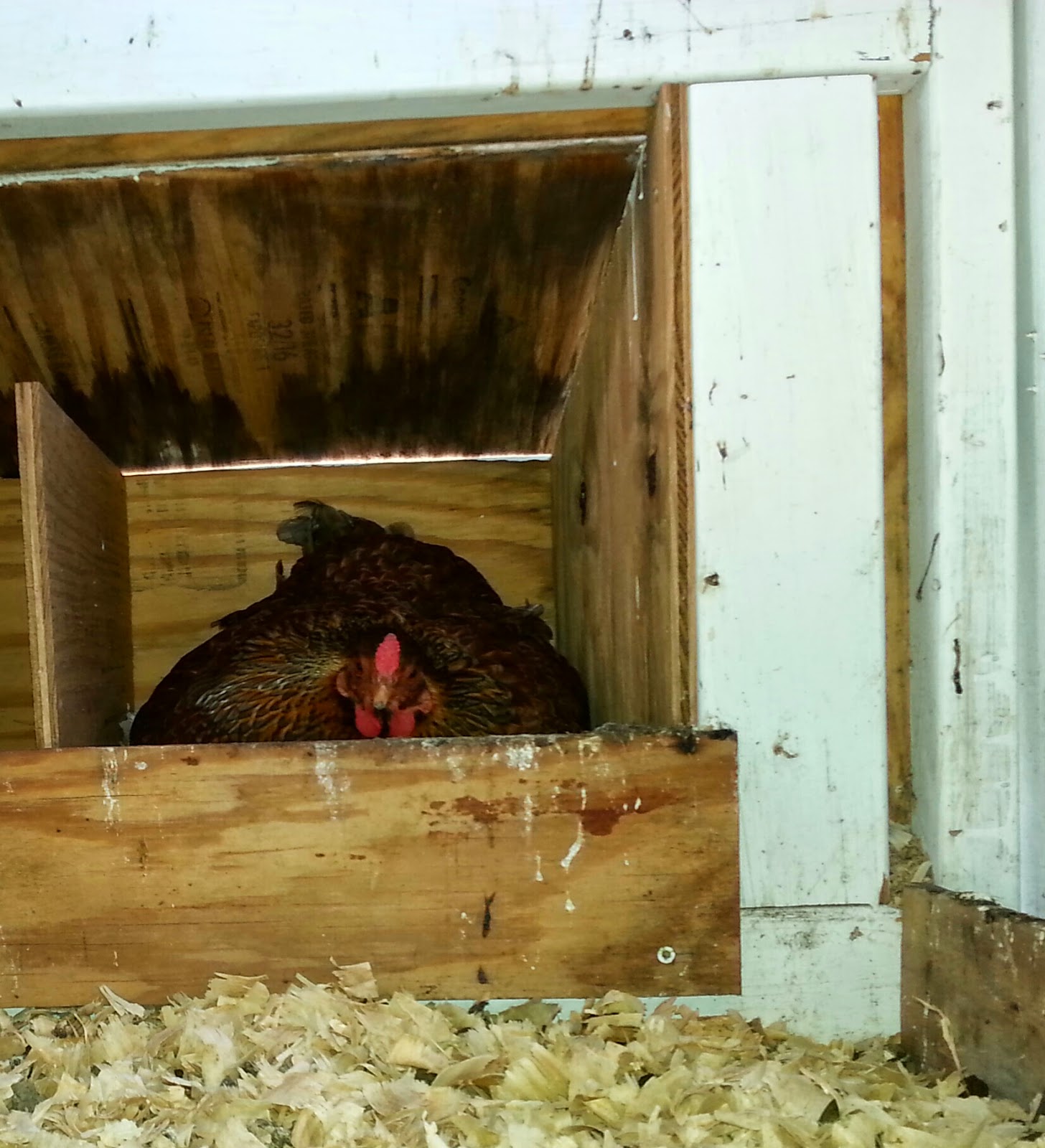 Fowl Mouth Chick's Journey with Backyard Hens
