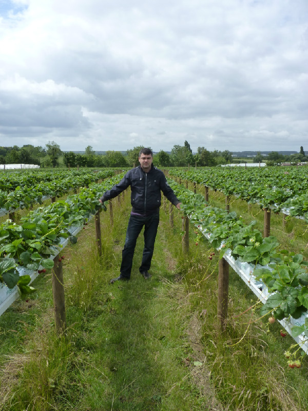 Dumnezeu a creat cel mai gustos si mai frumos fruct -capsuna