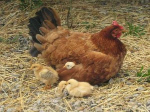 HAMBOS NIGERIA ENTERPRISES : BROODING CHICKENS