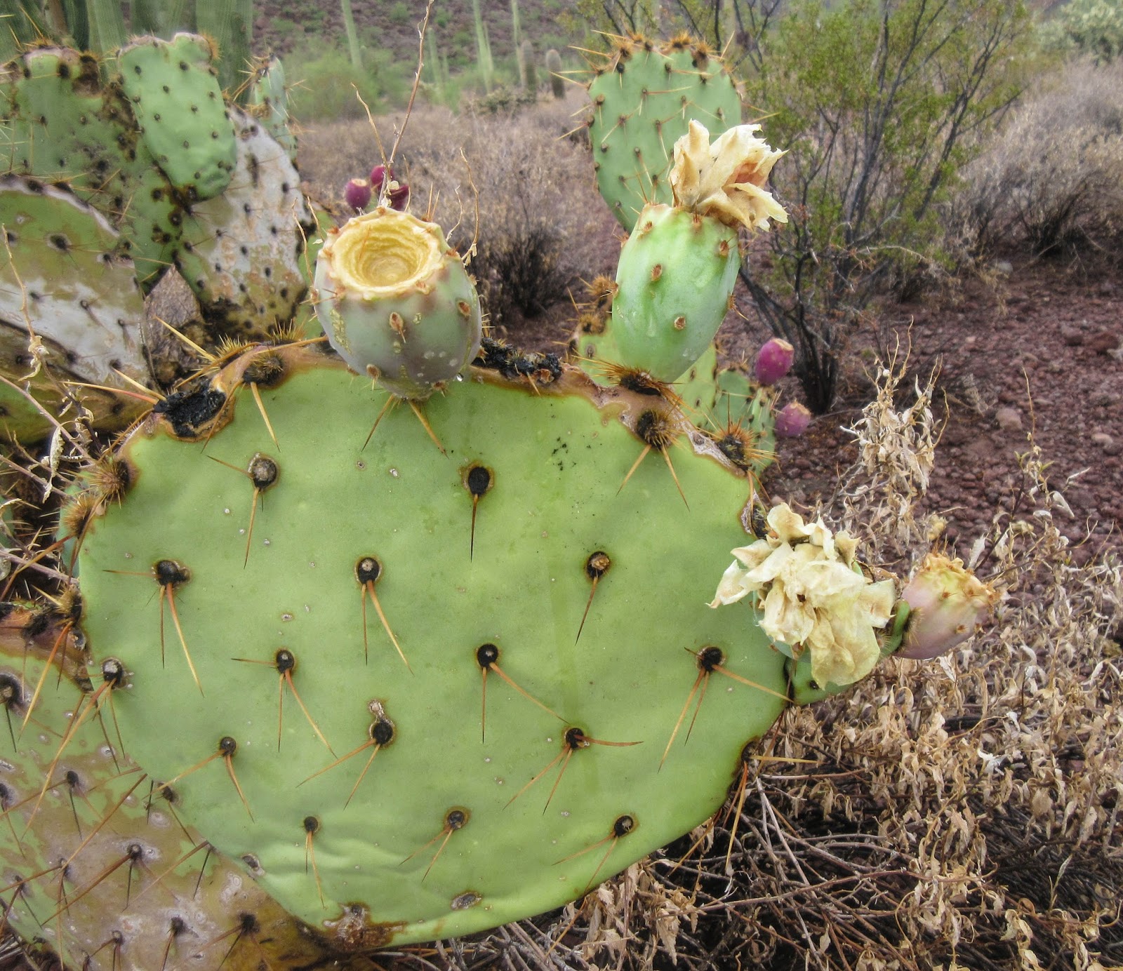 Cannundrums: Edible Cactus Fruits