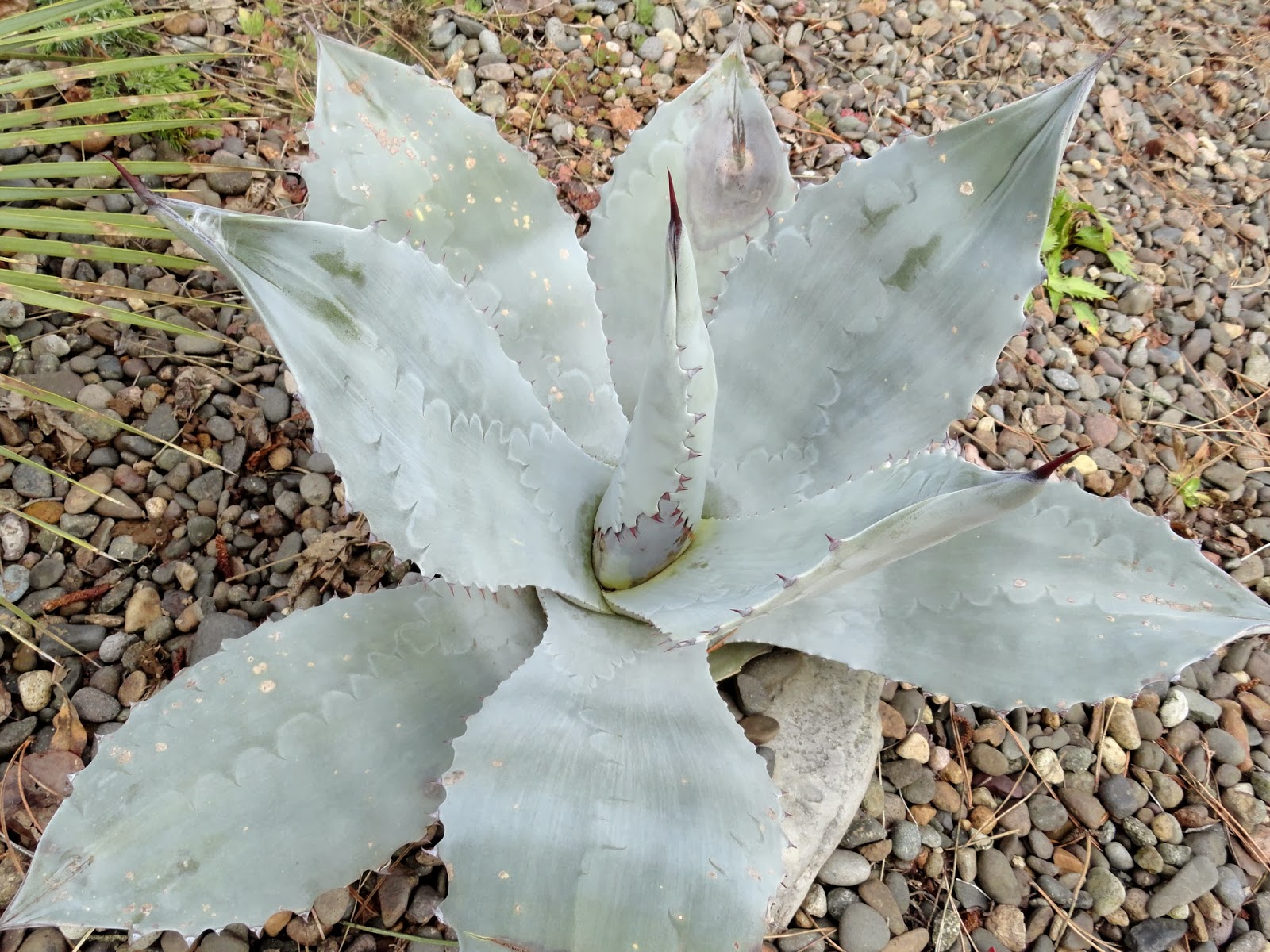 danger garden: Agave bracteosa is my favorite plant in the garden, this ...