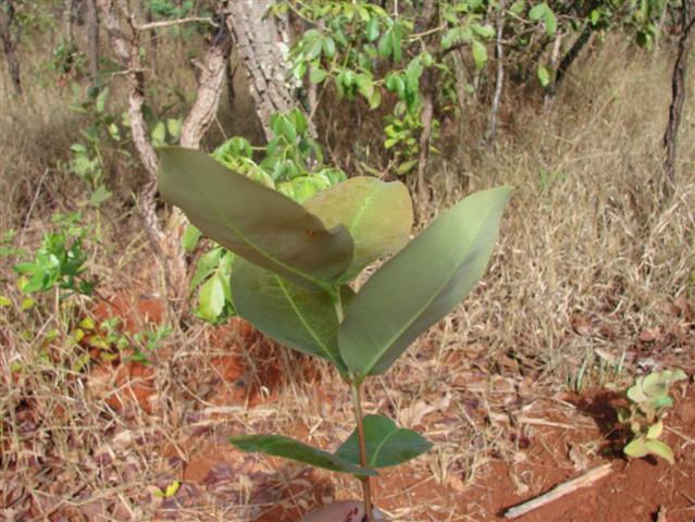 Jardim do Oriente: Cagaita - Eugenia dysenterica