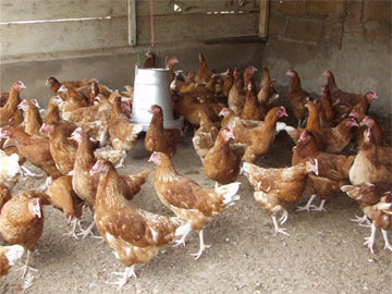 Poultry Forms In Faisalabad
