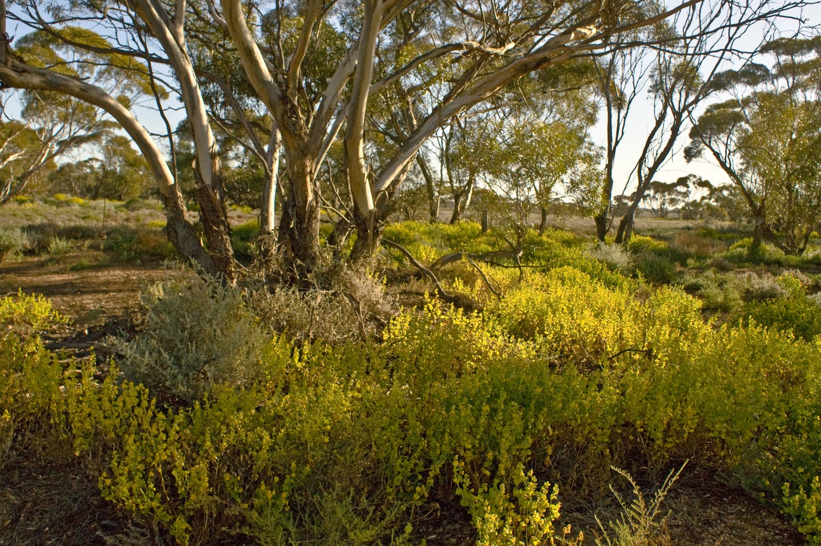 BigRedBusTouringCo.com: Moorook to Perry Sand Dunes