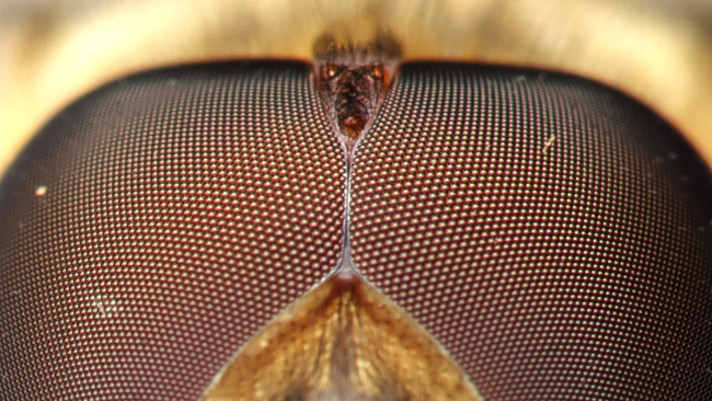 ムシをデザインしたのはダレ？: ヘリヒラタアブ Didea alneti ( FALLEN, 1817 )