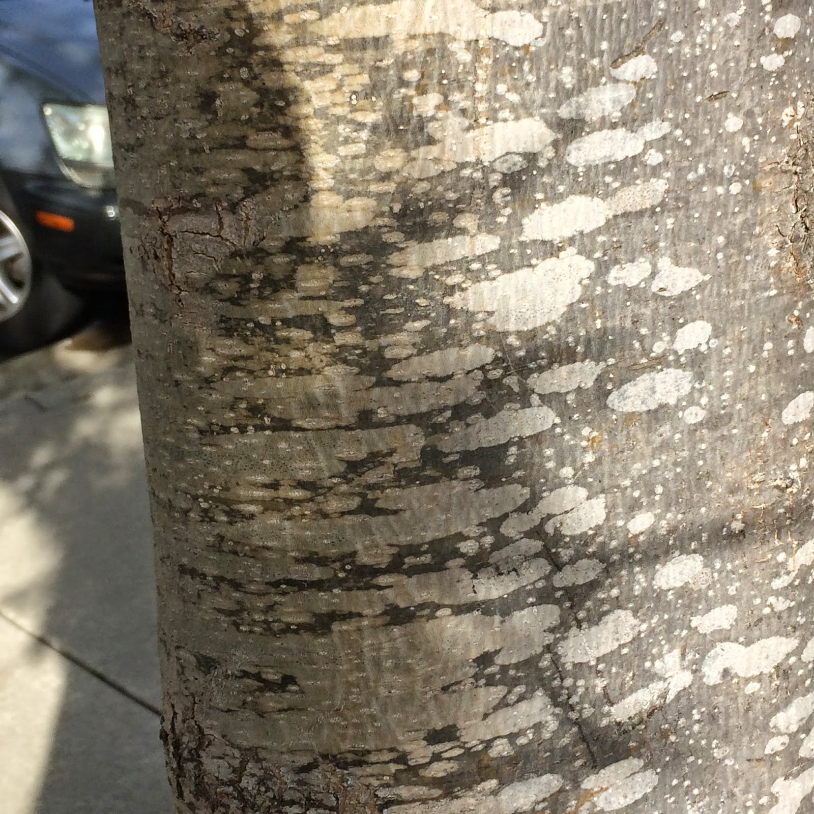 Trees of Santa Cruz County: Fraxinus pennsylvanica - Green Ash