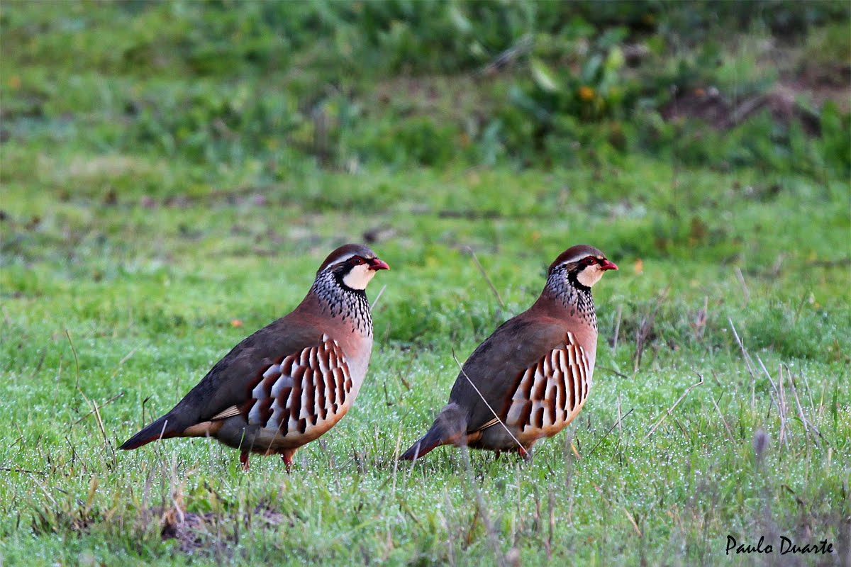 A arte de debicar: Perdiz-comum