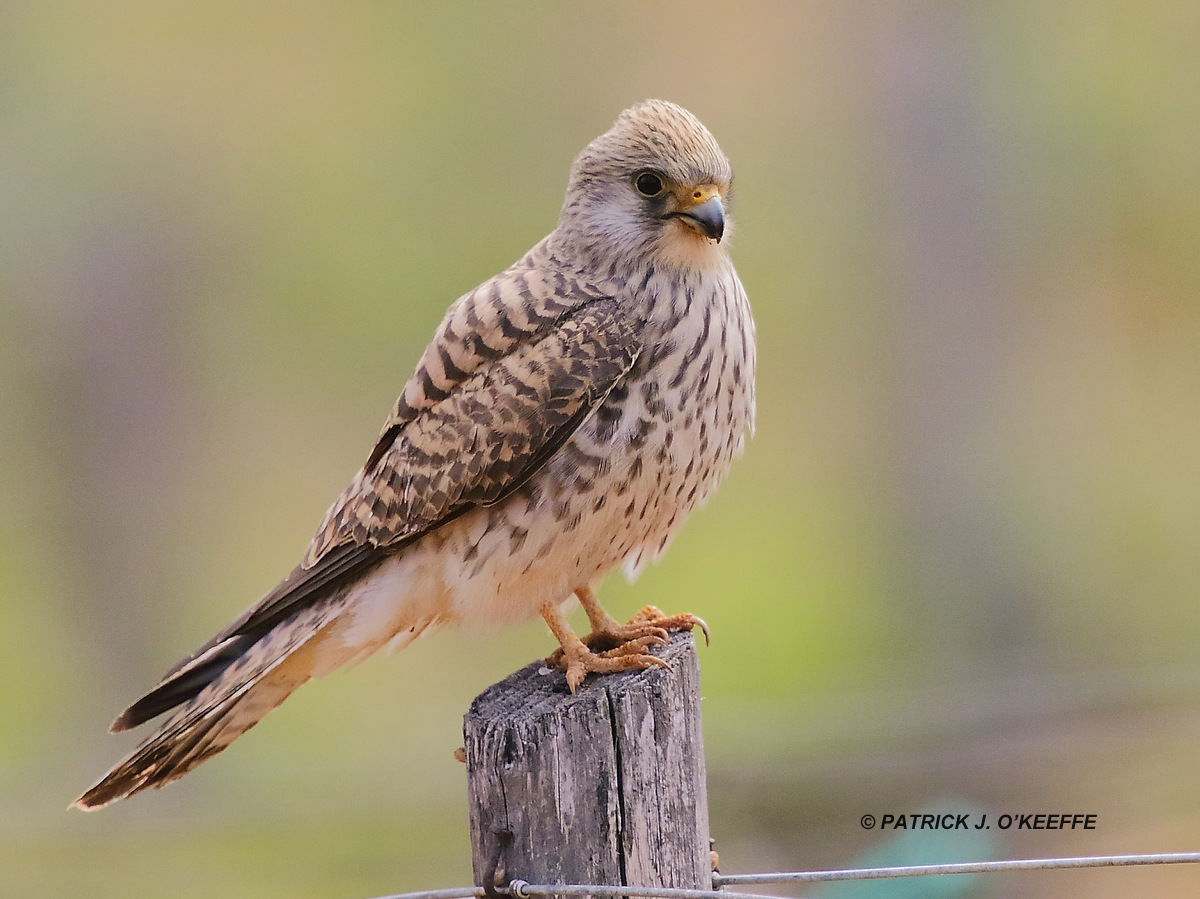 Lesser Kestrel