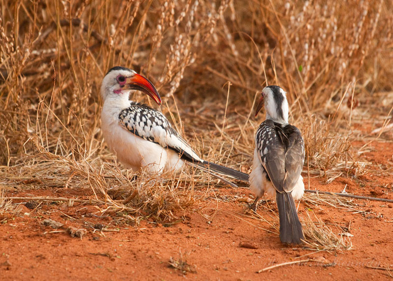 Kenya 2016: Birdlife Part 1 - Birds of Tsavo East